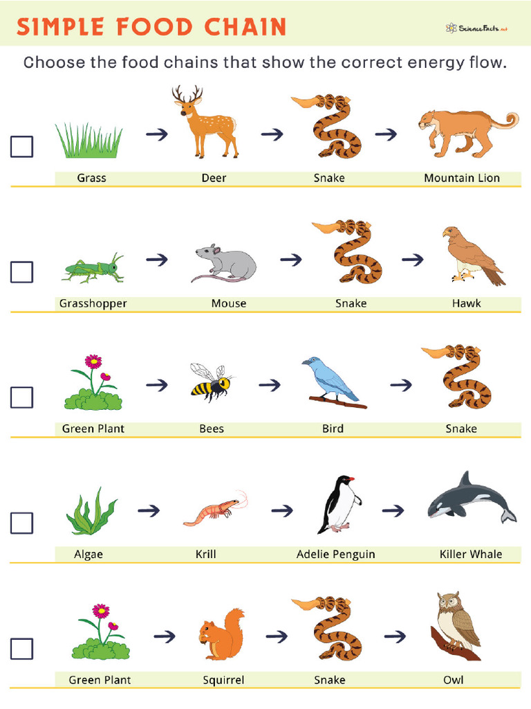 Food Chain Worksheet 1st Grade | PDF