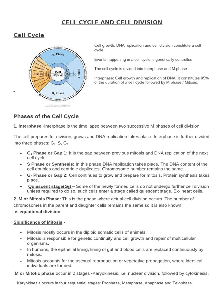 Cell Cycle | PDF | Meiosis | Mitosis