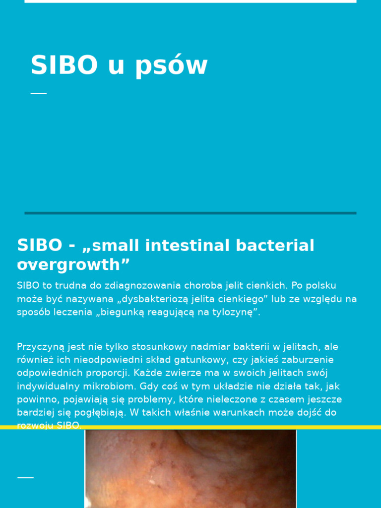 SIBO in Dogs | PDF