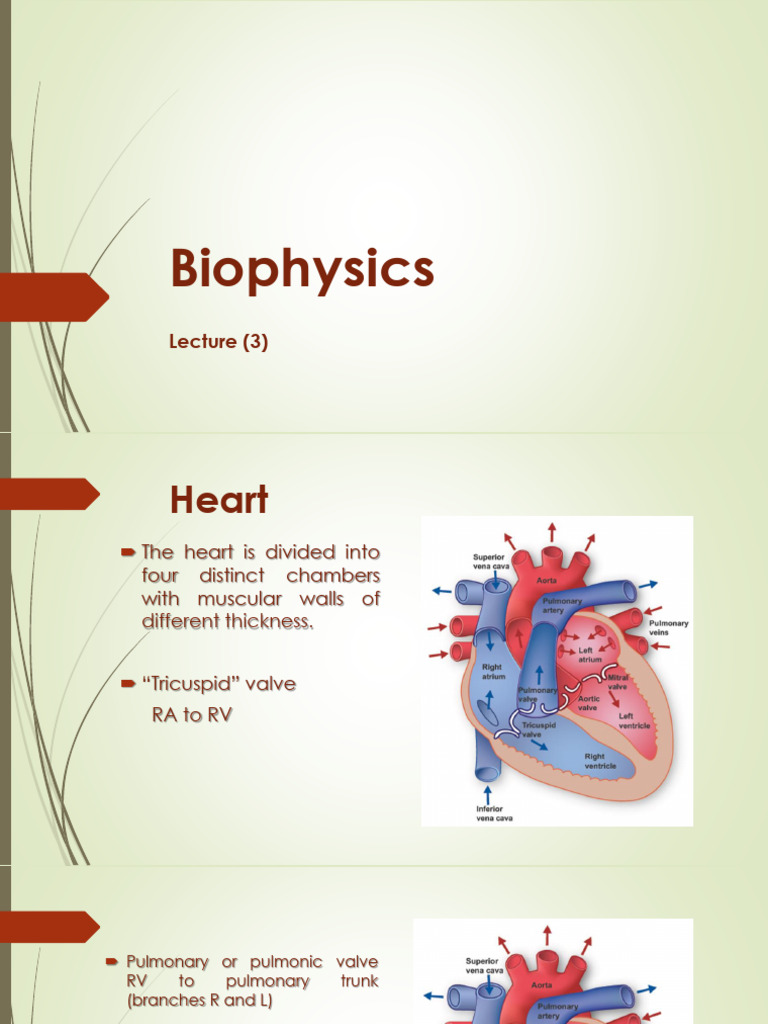 Biophysics: Lecture | PDF | Heart | Heart Valve