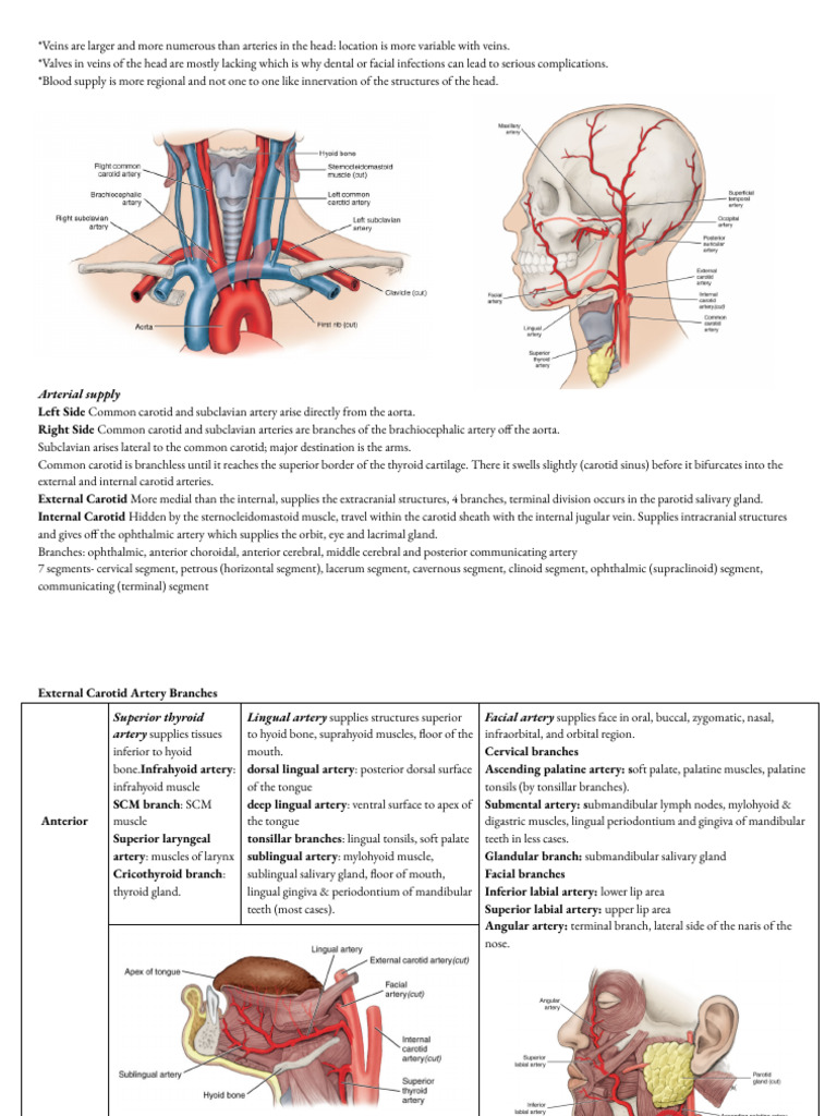 Head Neck Vascular System | PDF | Common Carotid Artery | Vein