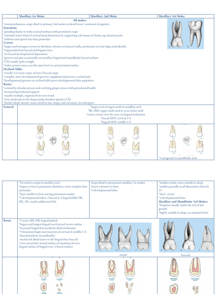 Permanent Molar Chart | PDF | Dental Anatomy | Dentistry Branches