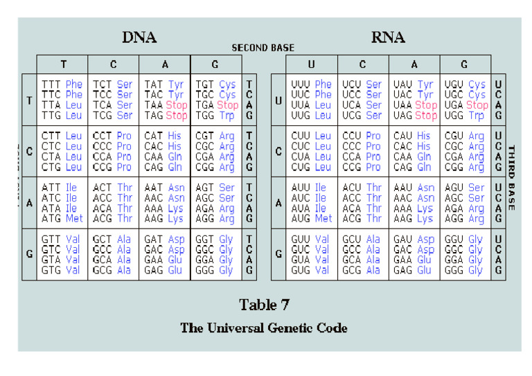 Genetic Code Table | PDF