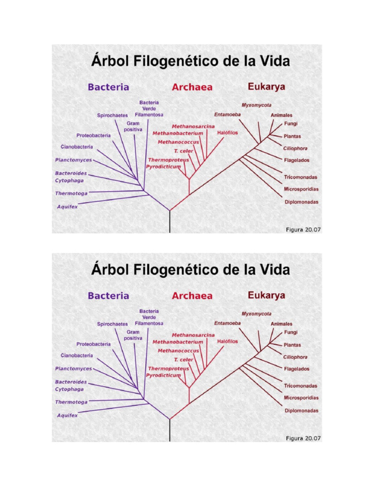 Árbol Filogenético | PDF