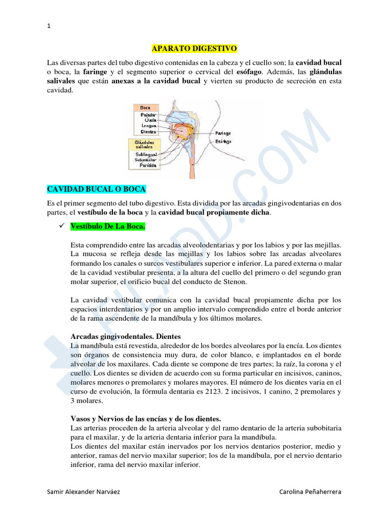 12 Boca Faringe Esofago Glandulas Salivales Menores y Mayores | PDF ...
