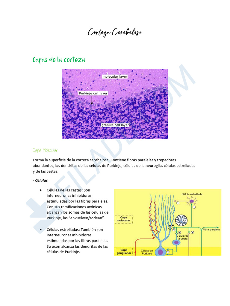 Estructura de la Corteza Cerebelosa | PDF | Cerebelo | Cerebro