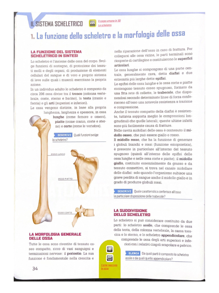 La Funzione Dello Scheletro e La Morfologia Delle Ossa | PDF