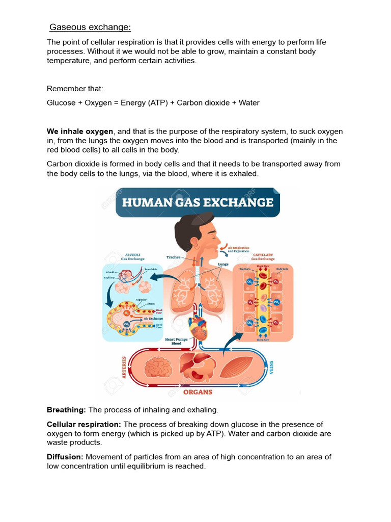 Handout (LS Gaseous Exchange) | PDF | Social Science | Foreign Language ...