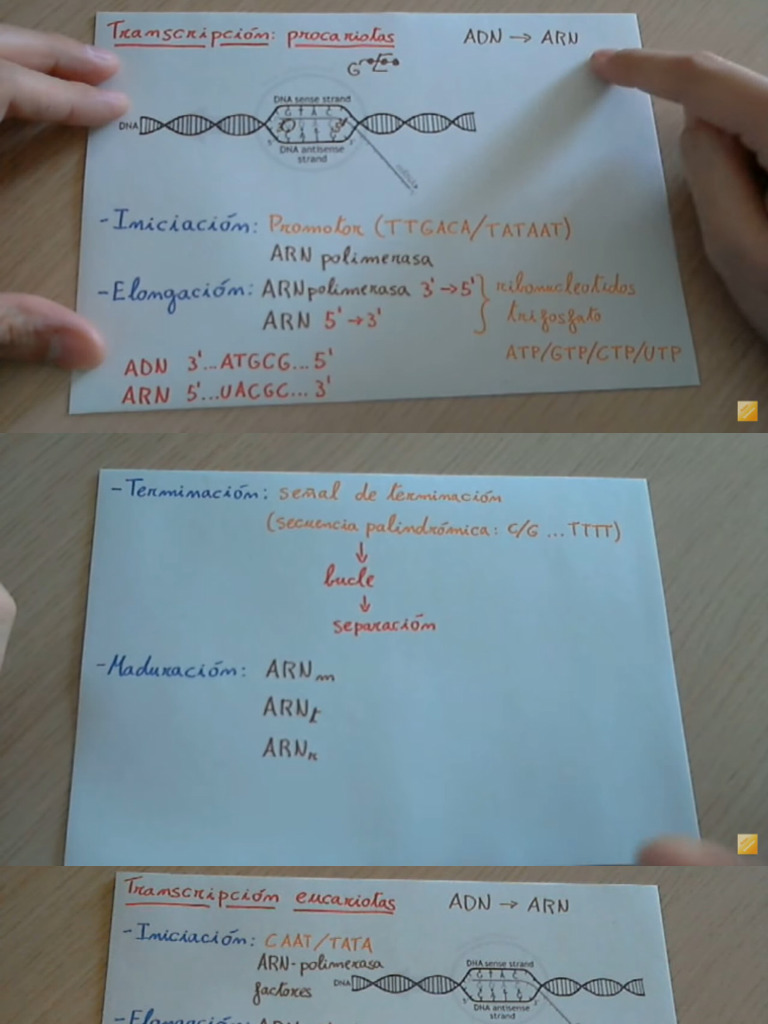 Transcripción de ARN | PDF