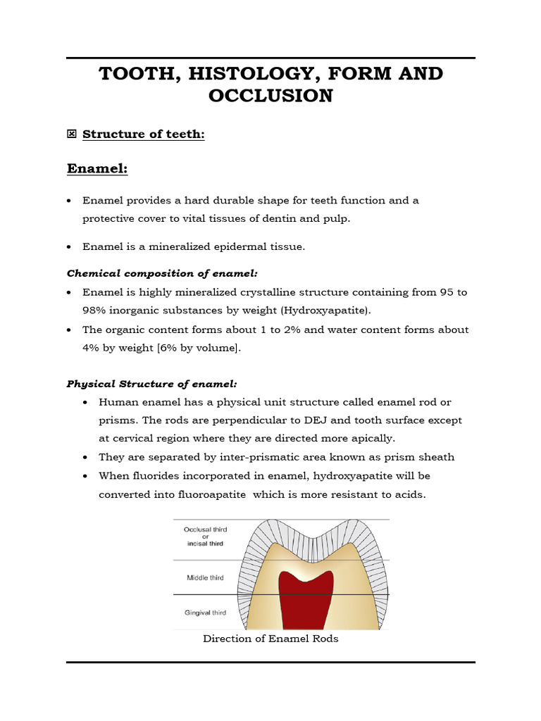 Tooth Structure and Occlusion Overview | PDF | Dentin | Tooth Enamel