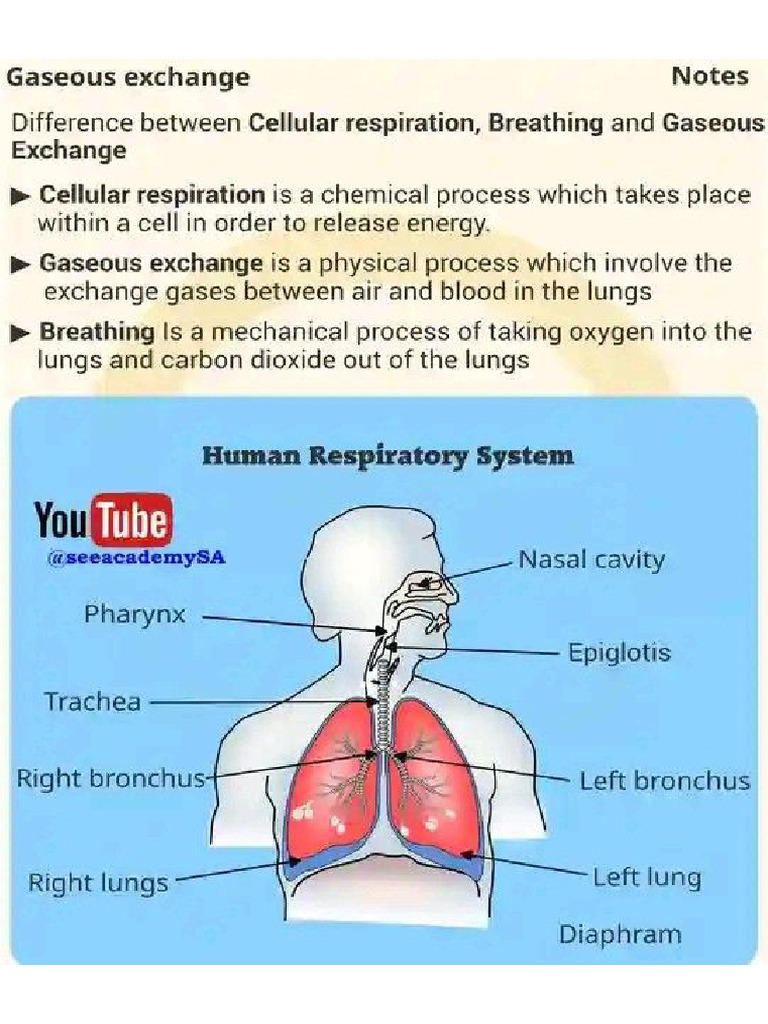 Gaseous Exchange (Life Science) | PDF