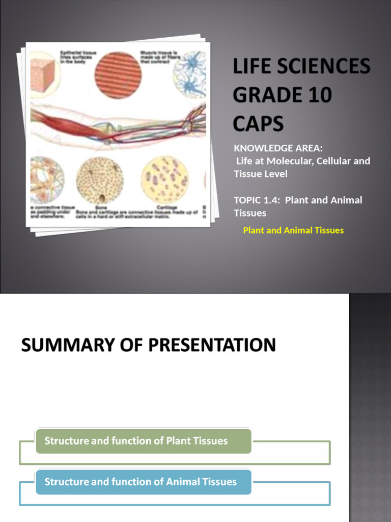 PP7 Plant and Animal Tissues Grade 10 v2 1460384689 | PDF | Epithelium ...