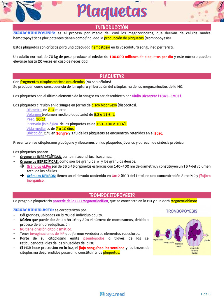 Megacariopoyesis y Estructura Plaquetaria | PDF | Plaqueta | Biología Molecular