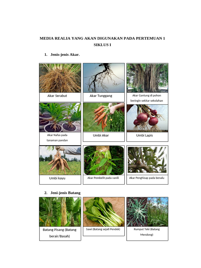 Media Realia Yang Akan Digunakan Pada Pertemuan 1 Siklus I | PDF