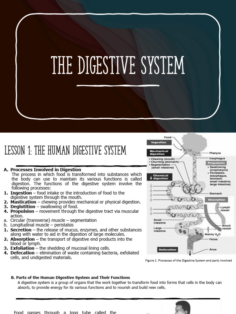 The Digestive System | PDF | Human Digestive System | Digestion