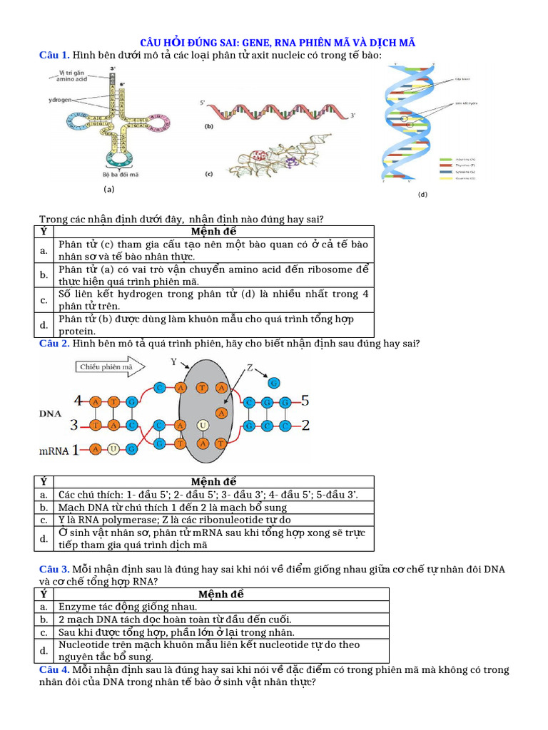 CÂU HỎI ĐÚNG SAI GENE PM DM | PDF