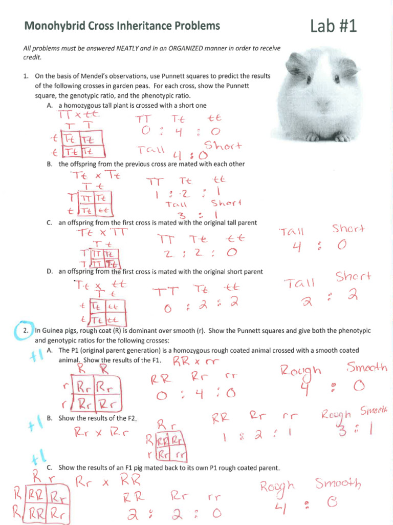monohybrid_practice_problems_2_answers | PDF monohybrid_practice_problems_2_answers | PDF