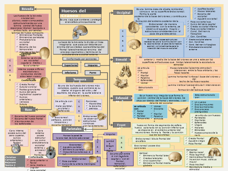 Docsity Huesos Del Craneo Mapa Conceptual 1 | PDF | Cabeza y cuello humanos | Sistema esquelético