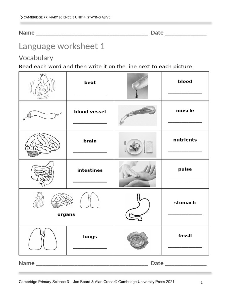 P_Science_3_LanguageWorksheets_Unit4 | PDF | Heart | Anatomy