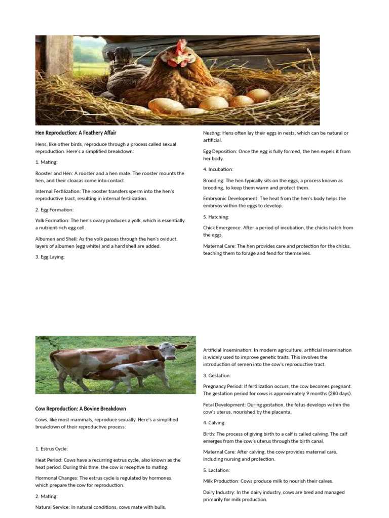 Pictures For Lesson 5 Week 1 | PDF | Chicken | Reproduction