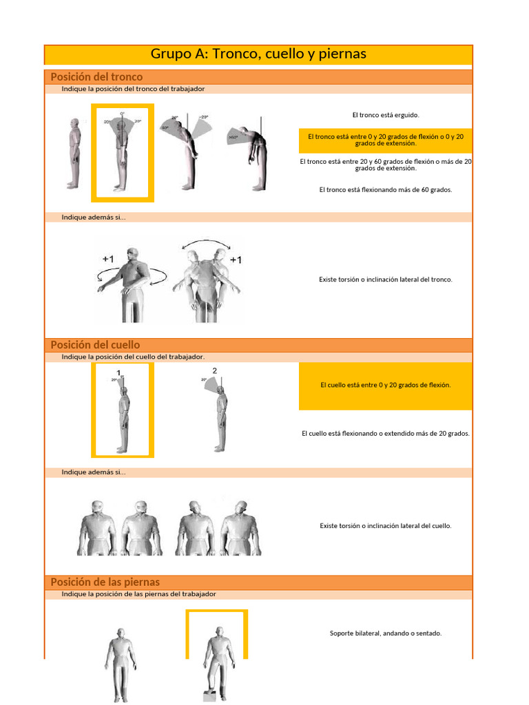 CR 7 | PDF | Sistema musculoesquelético