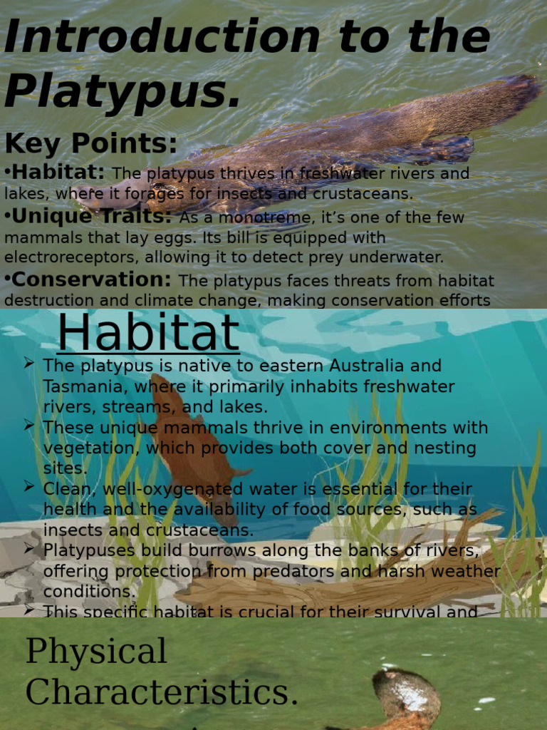 Platypus | PDF | Home & Garden | Technology & Engineering