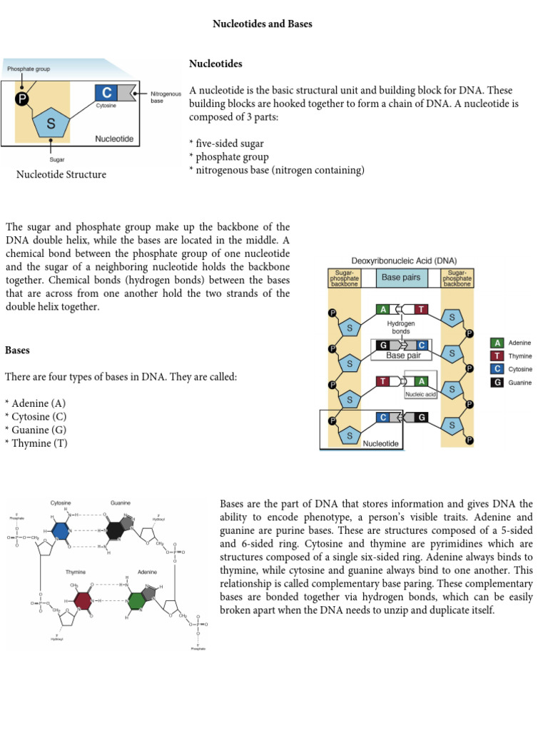 Understanding DNA Nucleotide Structure | PDF | Dna | Rna
