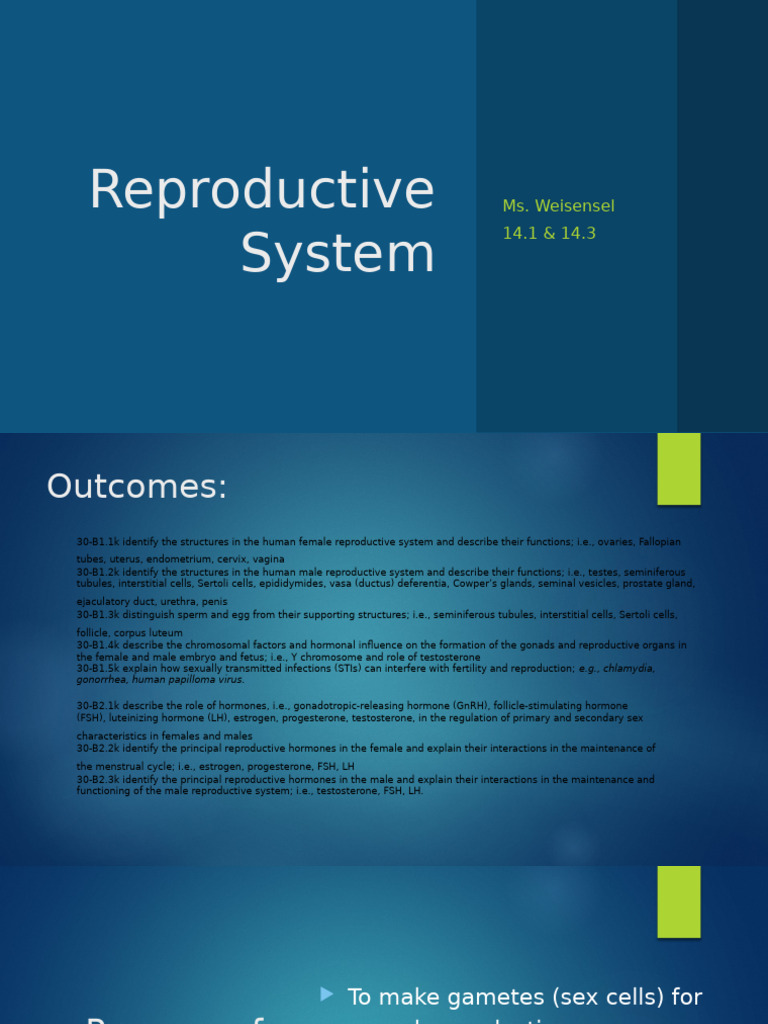 14.0 Reproductive Systems - Copy (6) | PDF | Menstrual Cycle ...