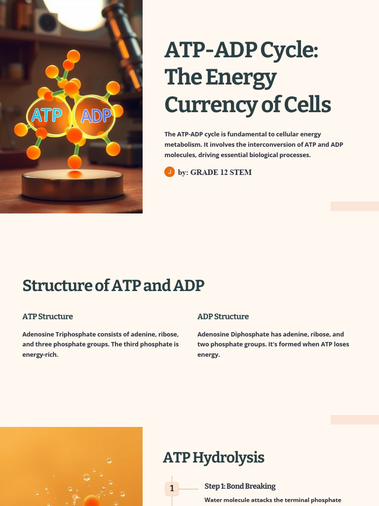 ATP ADP Cycle The Energy Currency of Cells | PDF | Adenosine ...