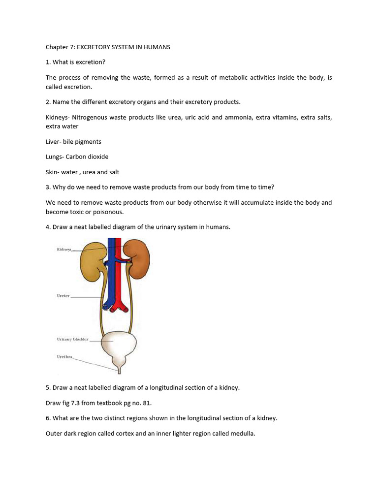 Human Excretory System Guide | PDF | Home & Garden | Wellness