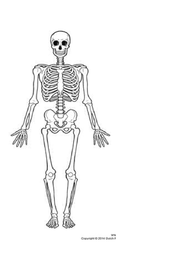 Skeleton | PDF