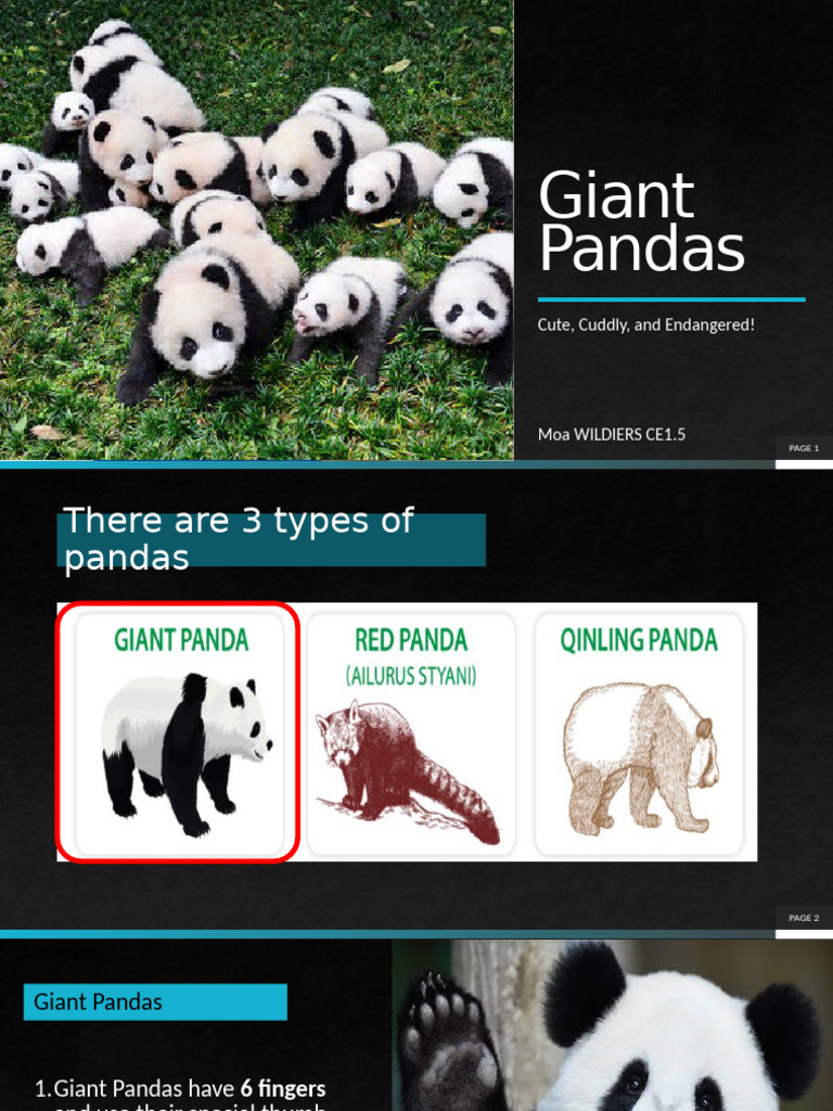 Moa Wildiers CE1.5 - Pandas | PDF | Giant Panda | Conservation Biology
