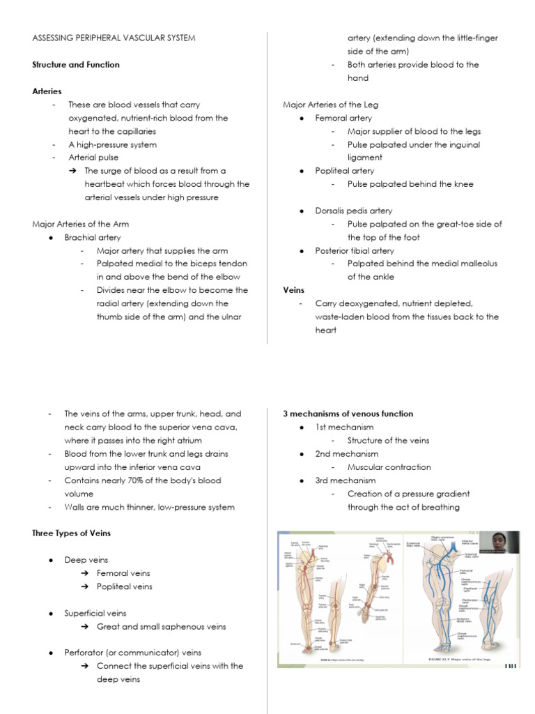 Assessing Peripheral Vascular System | PDF | Vein | Edema