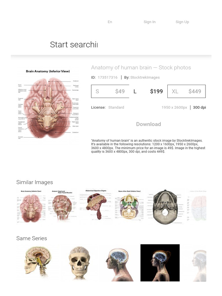 Anatomy of Human Brain - Trigeminal, Central Nervous System - Stock ...