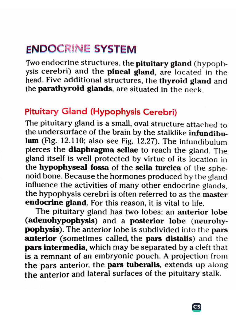 anatomy of pituitary gland ( chptr endocrine system) Ref-Snell's | PDF