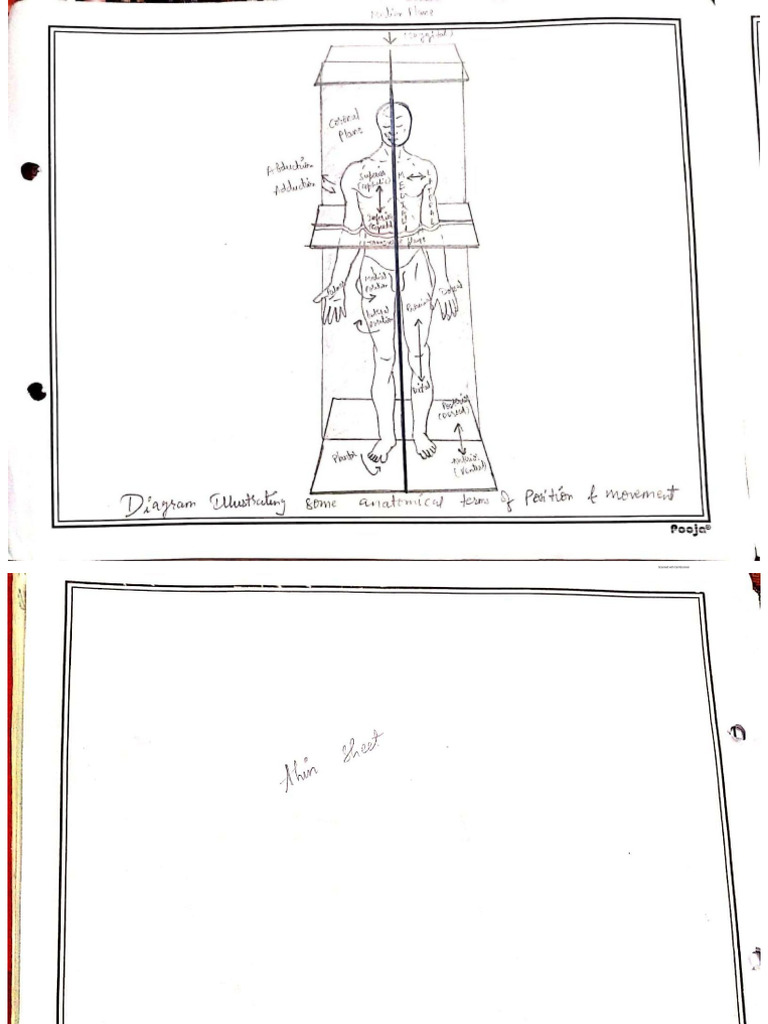 Anatomy Record | PDF