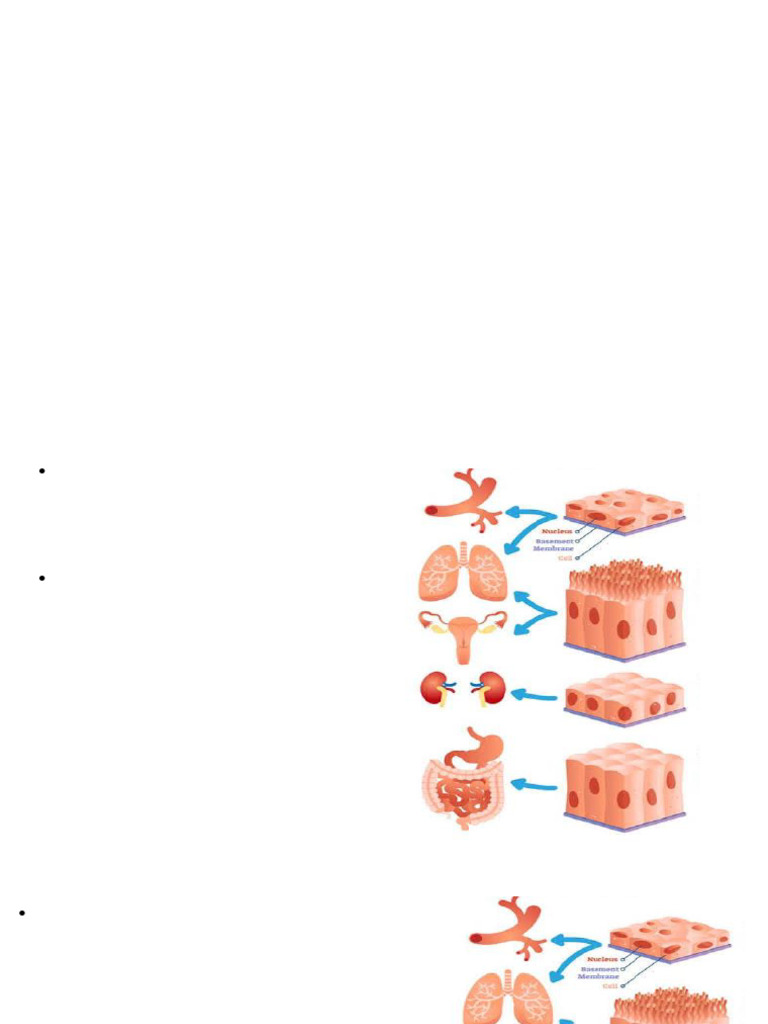 Stru Organization in Animals | PDF | Digestion | Human Digestive System