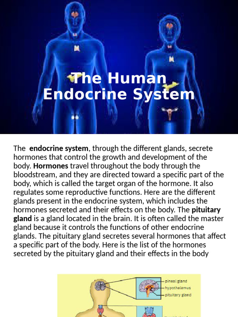 The Human Endocrine System | PDF | Adrenal Gland | Endocrine System