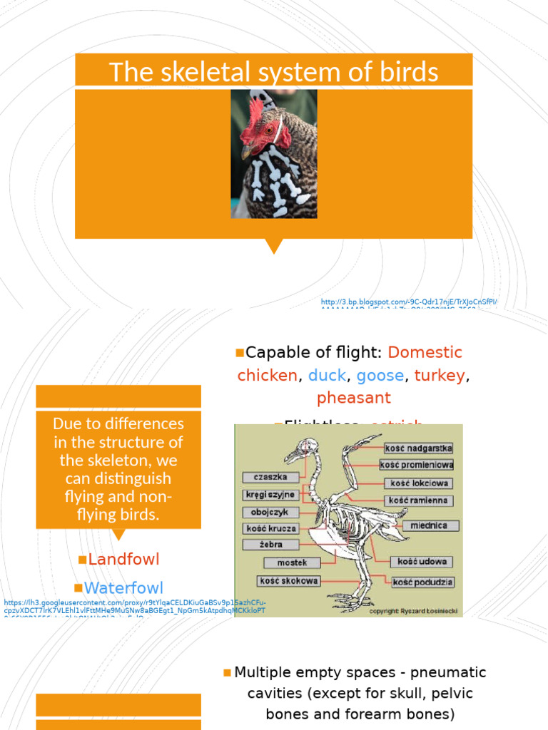 Avian skeleton | PDF | Pelvis | Vertebral Column