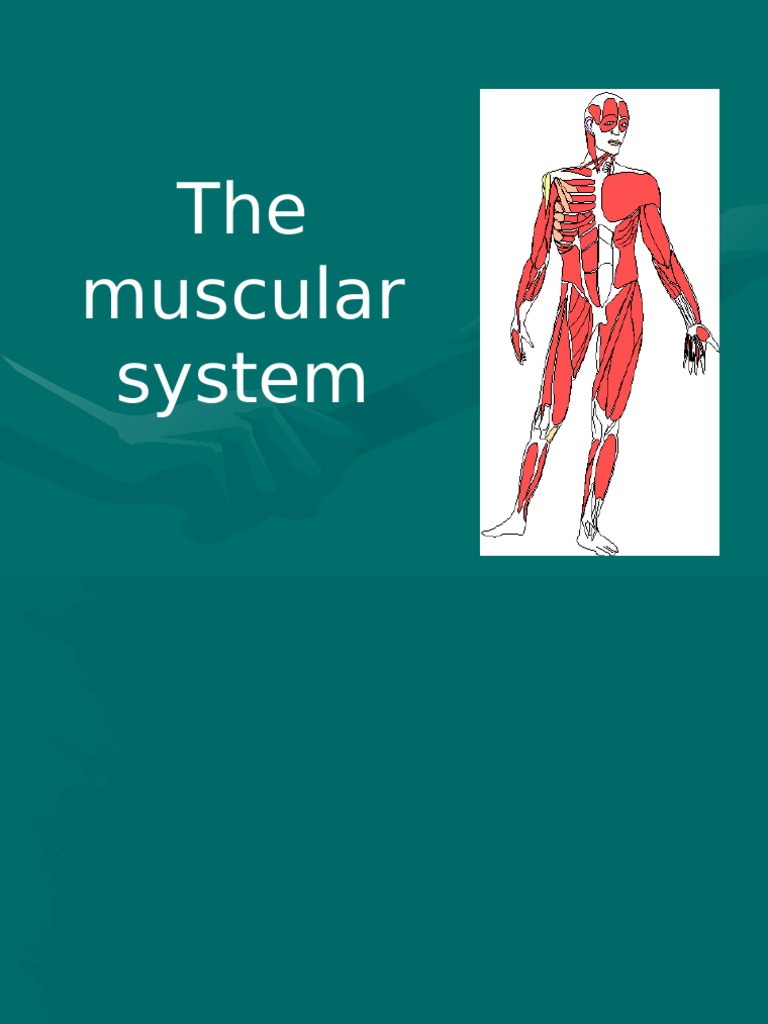 04 04 Muscular System | PDF