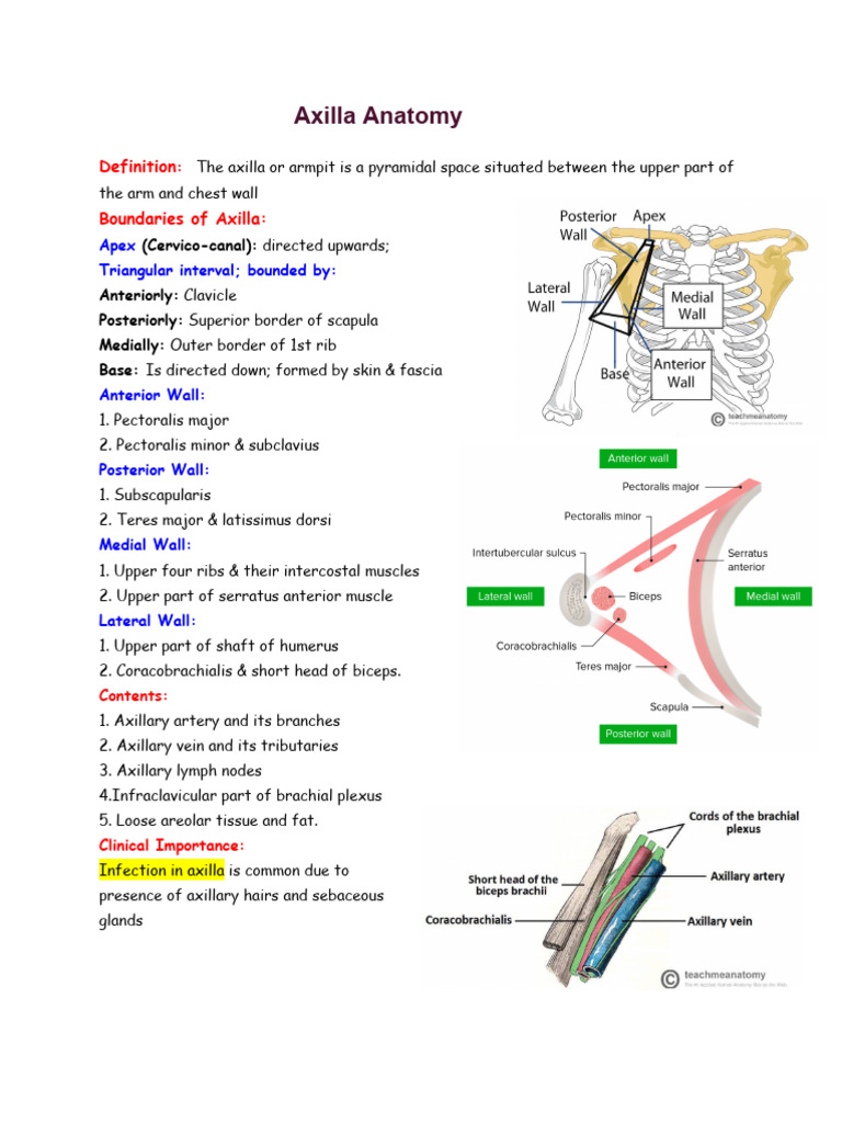 Axilla Anatomy for Medical Students | PDF | Social Science | Wellness