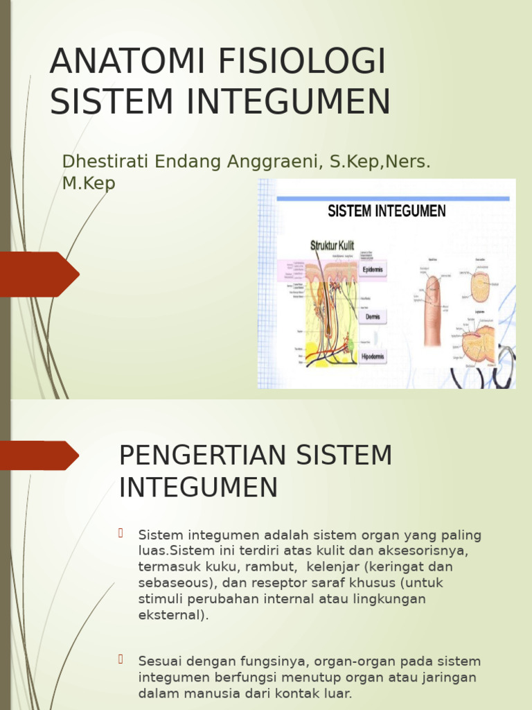 Anatomi Fisiologi Sistem Integumen | PDF