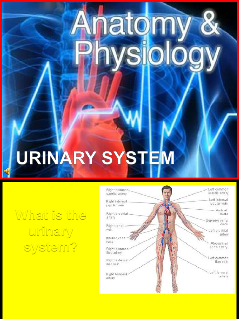 180 Anatomy Uninary System | PDF | Kidney | Urinary Incontinence
