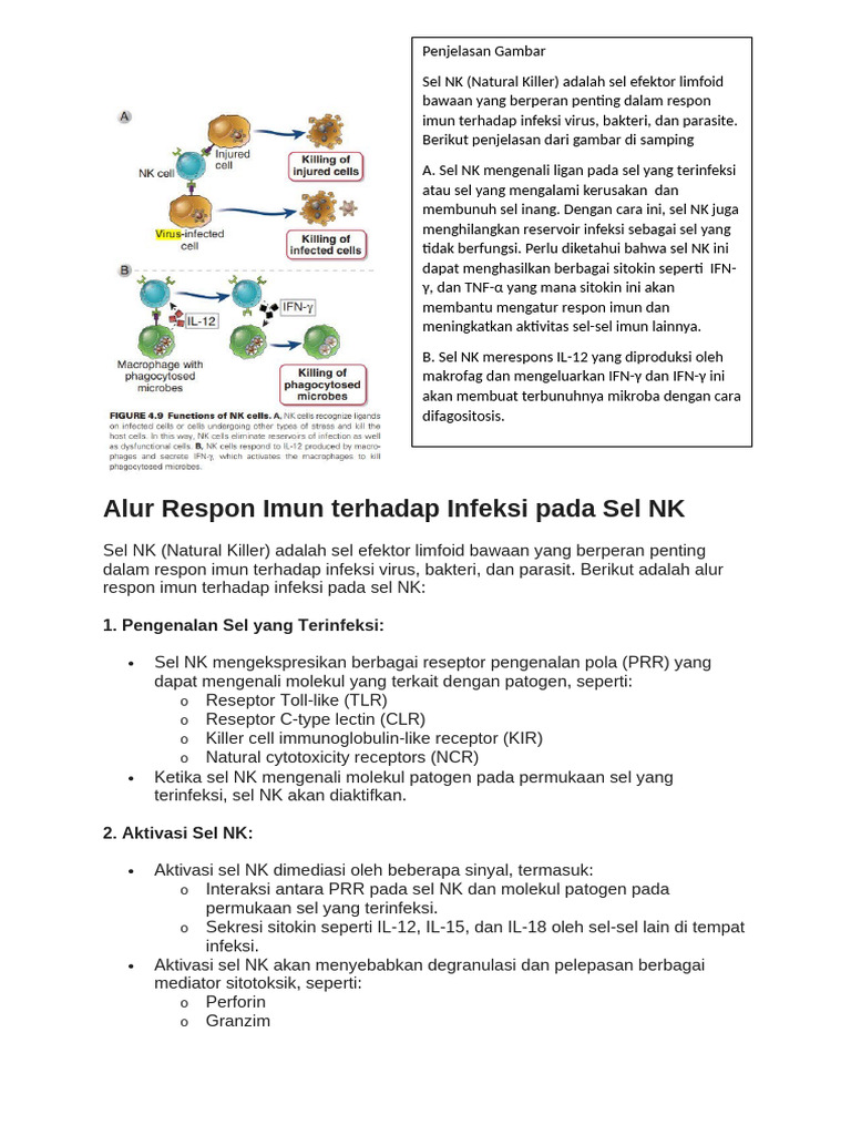 Alur Respon Imun Terhadap Infeksi | PDF