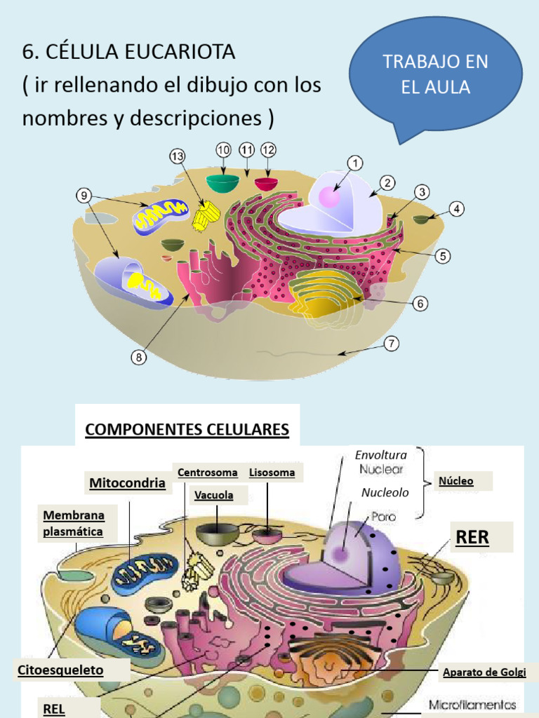PARTE 2 -- TEMA 4 La C-lula | PDF | Citoplasma | Biología Celular)