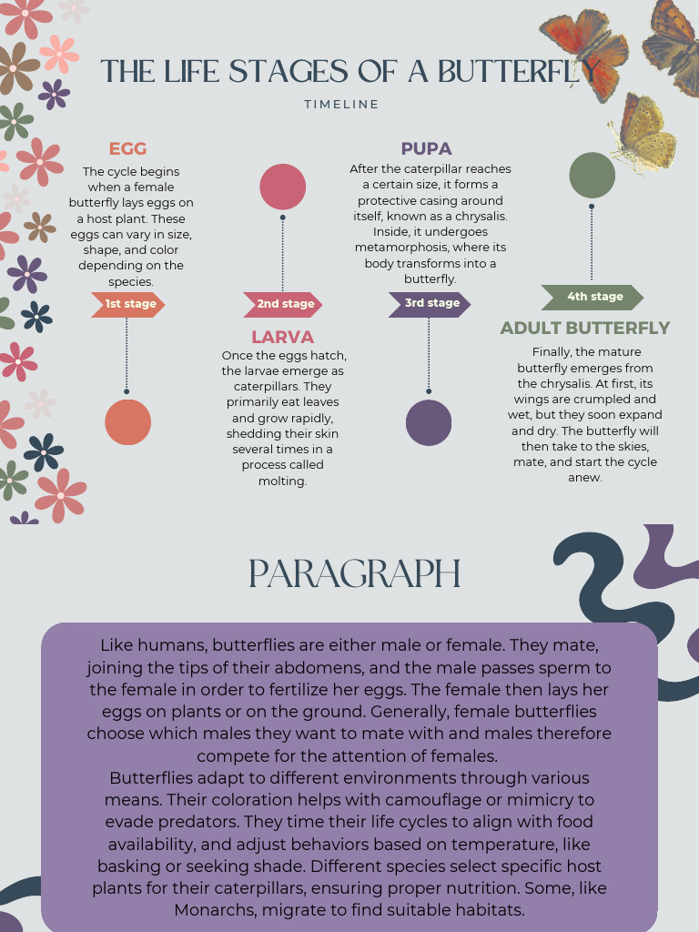 life stages | PDF | Butterfly | Pupa