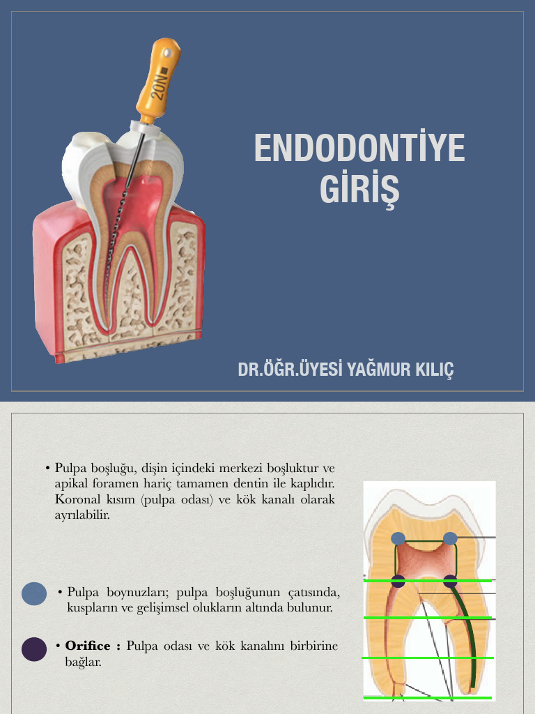 Endodonti Vize Sonrası | PDF