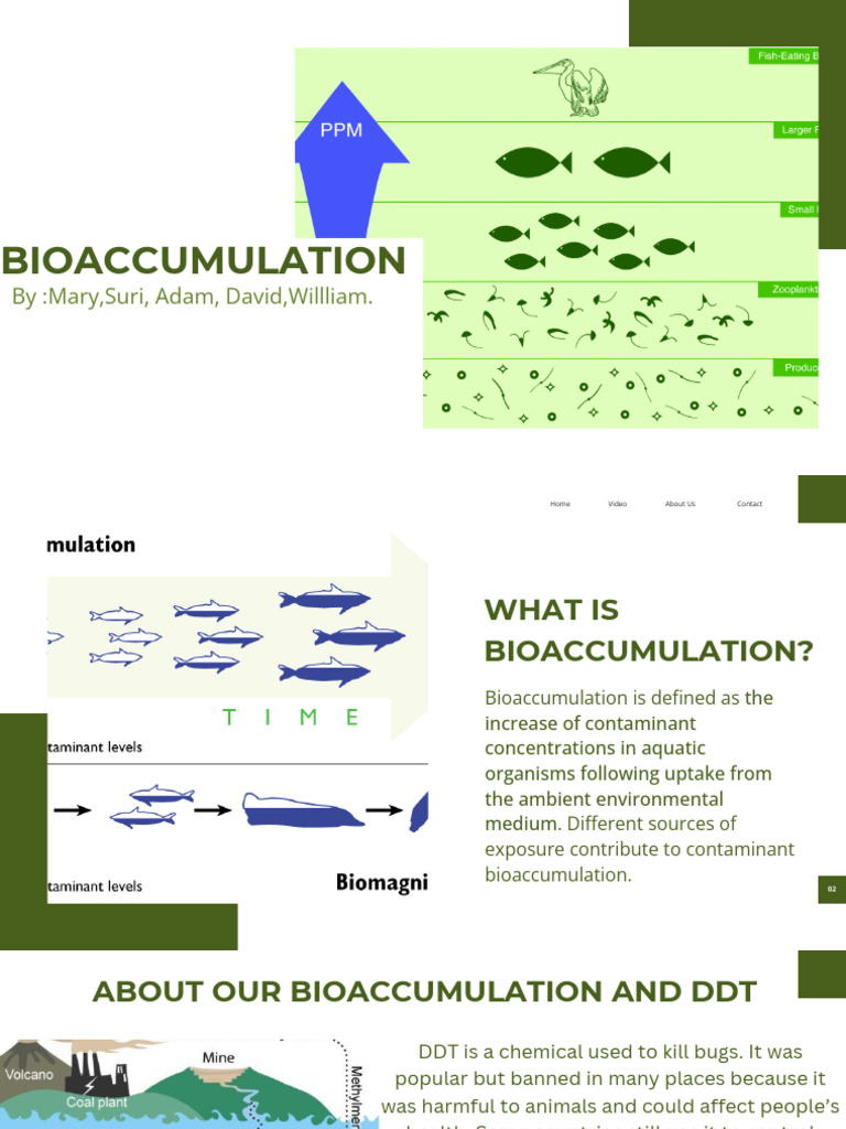 Bioaccumulation | PDF