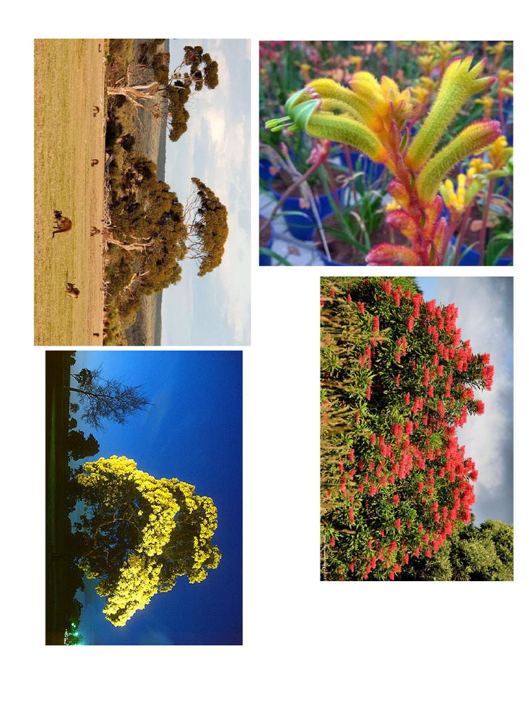 Flora Australia | PDF