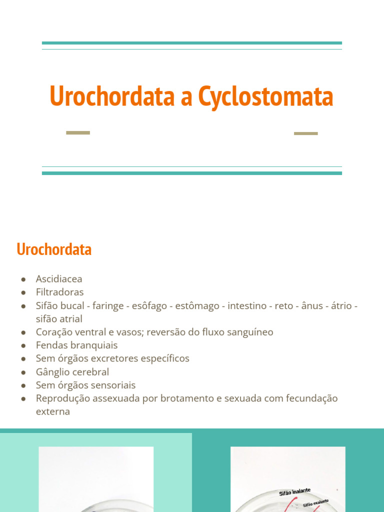 Apresentação Urochordata A Cyclostomata | PDF | Zoologia | Anatomia humana